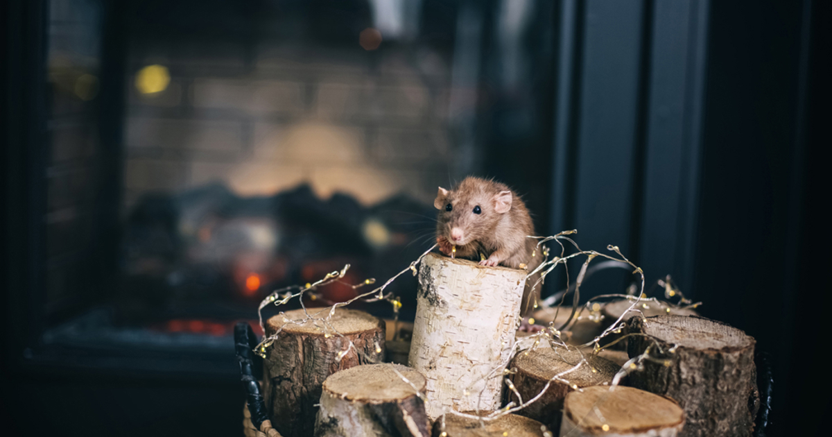 Not a creature was stirring… except for a mouse!