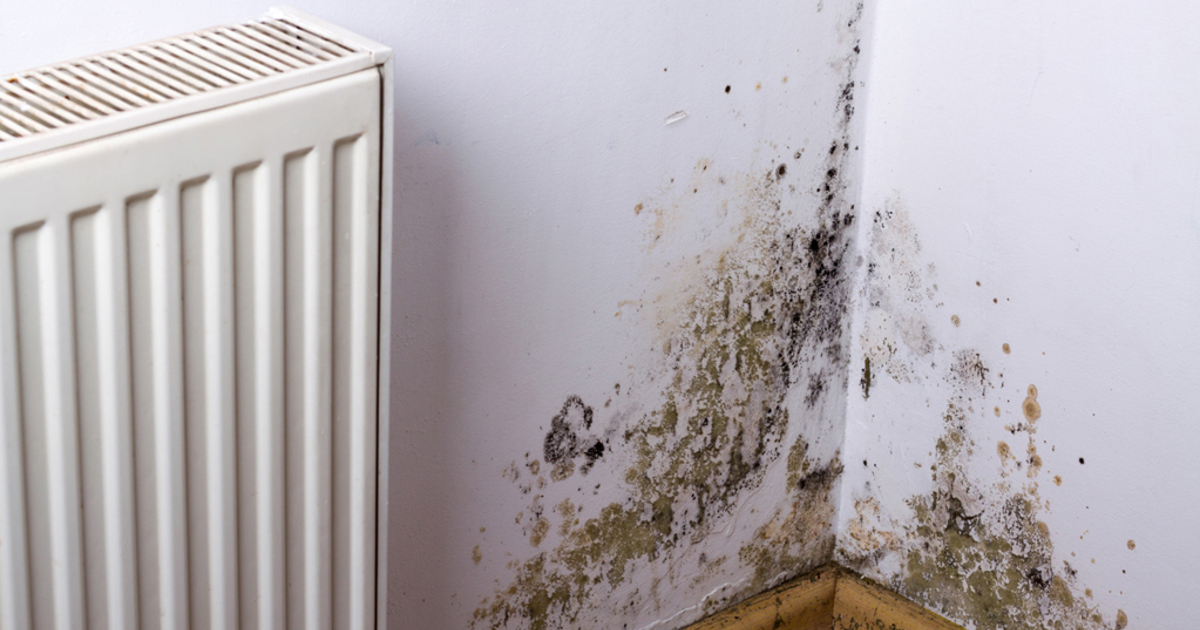 The Truth About Mold & How to Prevent It