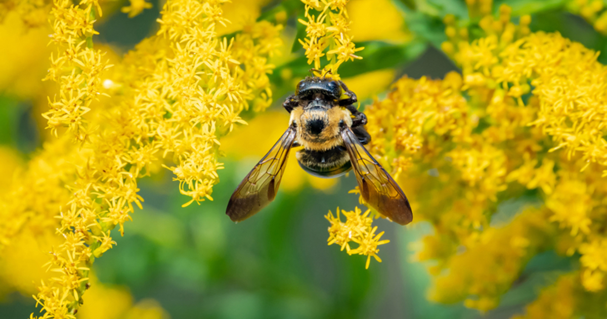 Welcome Summer… Buzz Off, Carpenter Bees! Effective Tips to Prevent ...