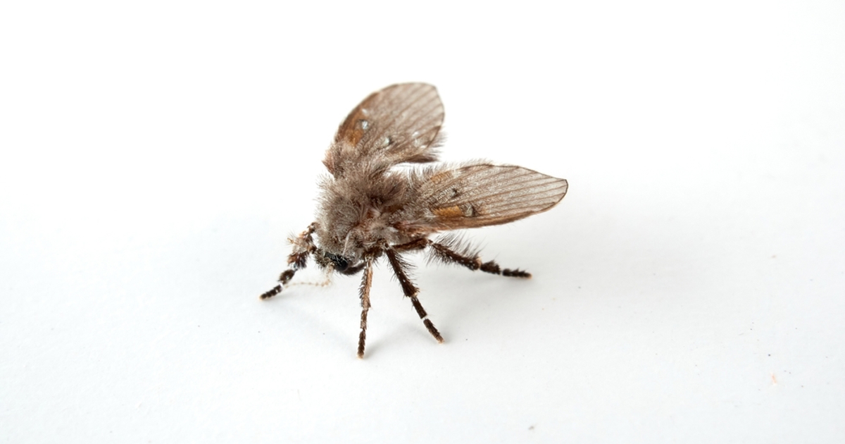 Flying Insect Control | JP McHale