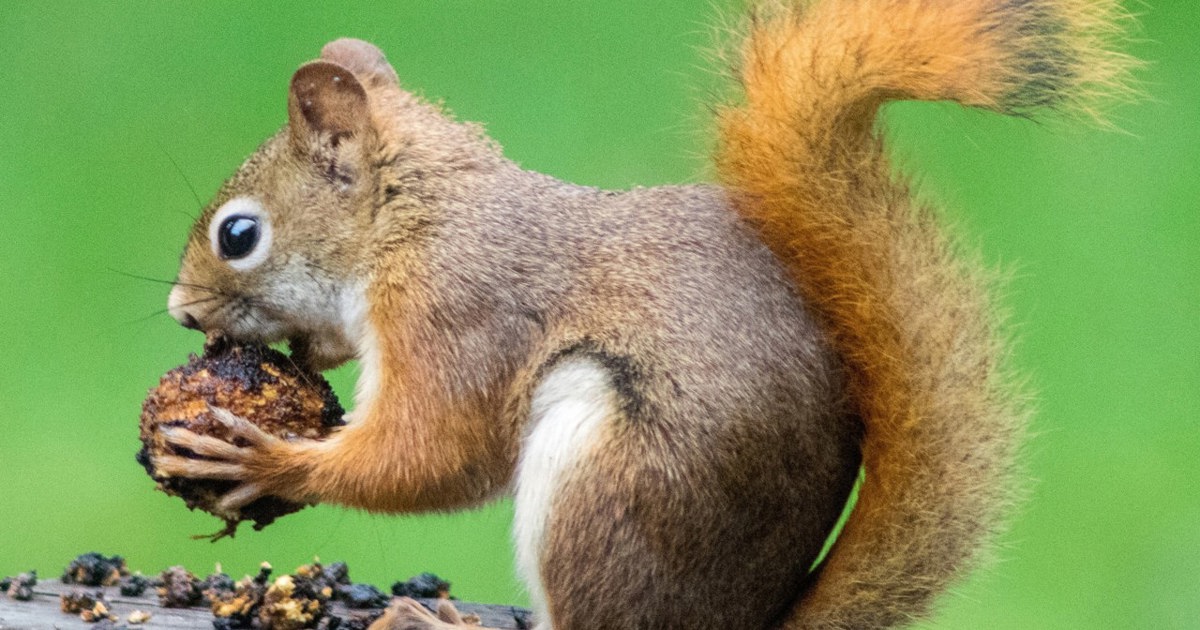 Squirrel Removal | JP McHale