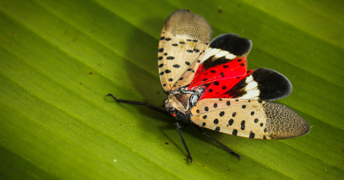 The Ugly Truth About Beautiful Spotted Lanternflies | Blog | JP McHale