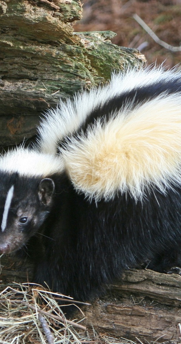 Skunk Control | JP McHale